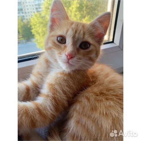 Рыжий котенок в добрые руки