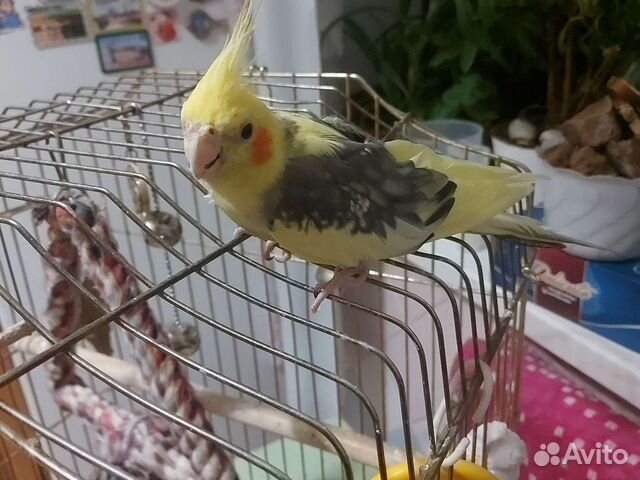 Попугай корелла самец