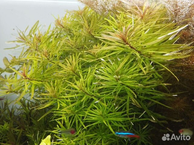 Аквариумное растение