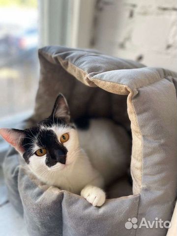 Котодети из приюта ищут своих родителей