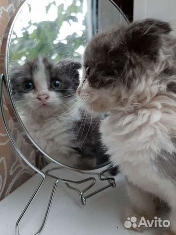 Котёнок вислоухий пушистый