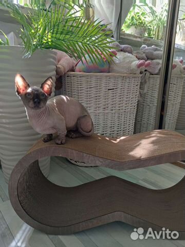 Сфинкс бамбино