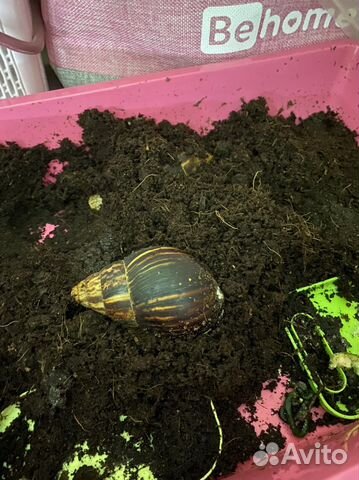 Улитки Ахатины