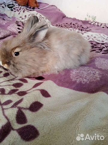 Декоративные кролики