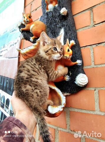 Кошка чаузи ф1