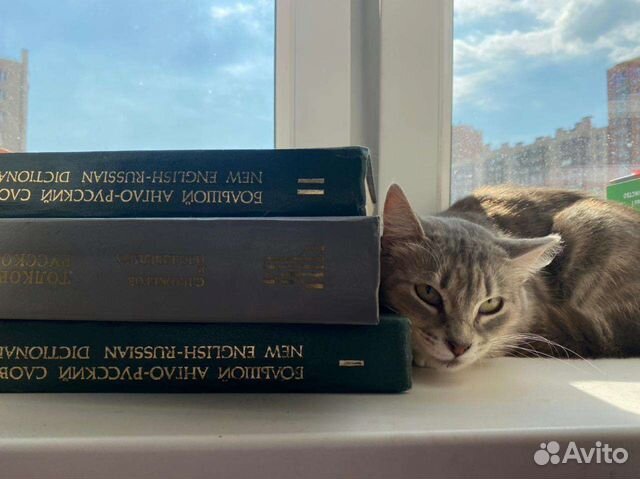 Кошки в добрые руки