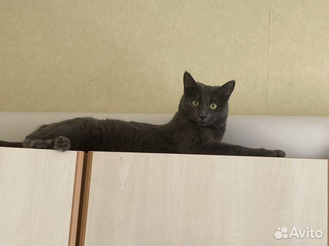 Русская голубая