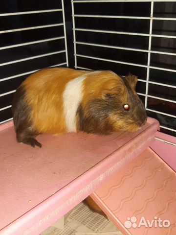 Морские свинки