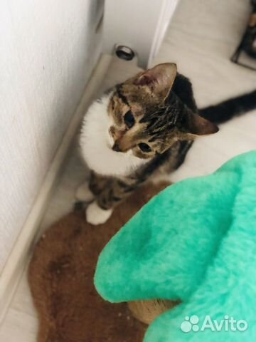 Котенок в добрые руки