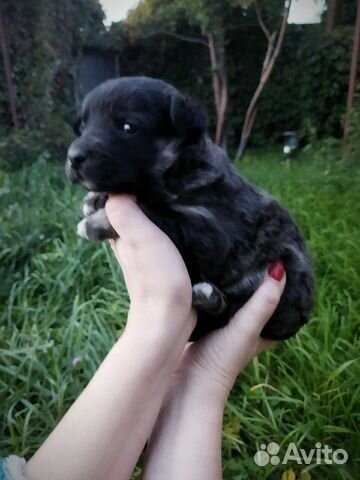 Щенок мальчик 3 недели