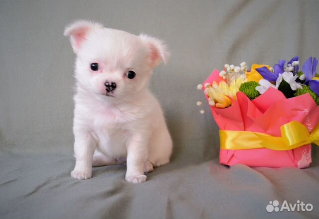 Белая Девочка Чихуа