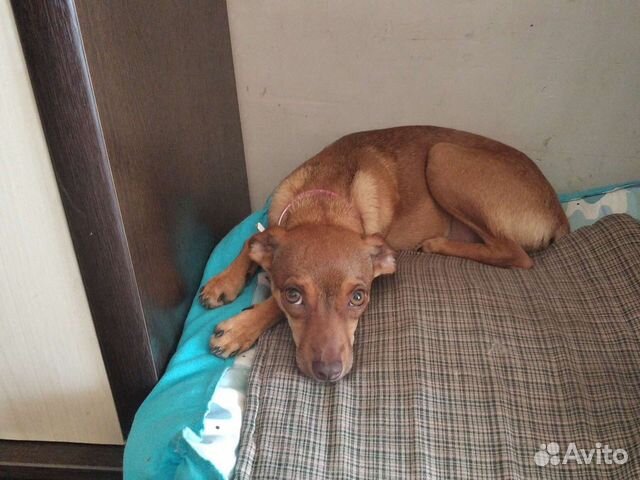 Тортерьер 6 месяцев девочка