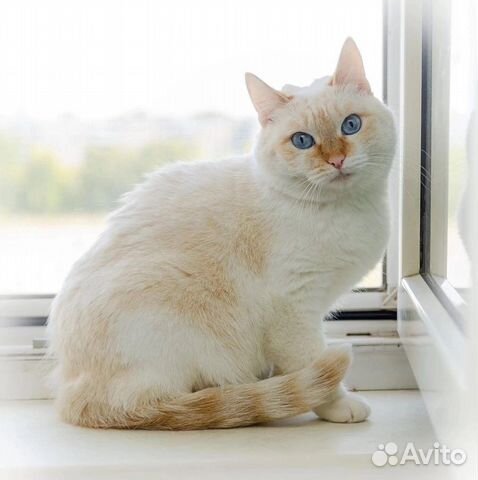 Ляля (1,5 года) -круглая, мягкая и нежная кошечка