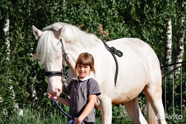 Изабелловый жеребец