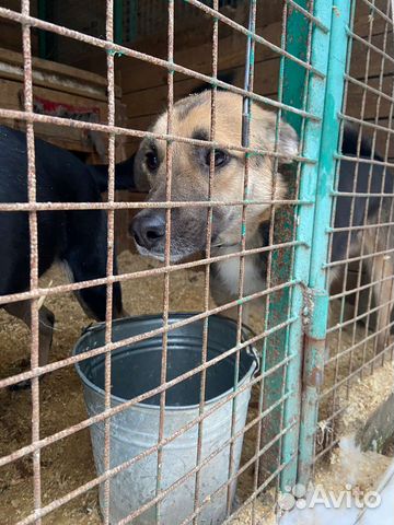 Молодой пёсик пропадает в приюте