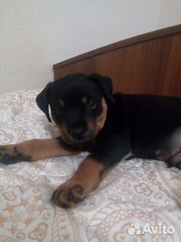 Щенки ягдтерьера