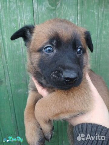 Бельгийские овчарки -щенки разного окраса