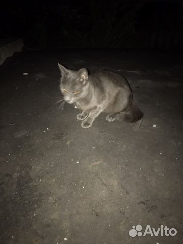 Котенок русской голубой с трагичной судьбой