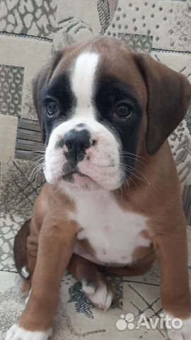 Щенок немецкого боксера