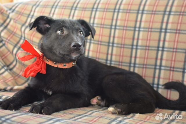 Симпатичные щенки в дар