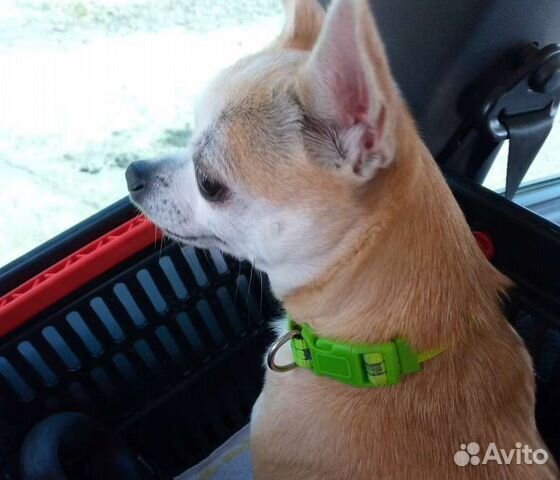 Вязка чихуахуа девочка