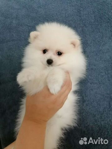 Бело-кремовая девочка шпиц