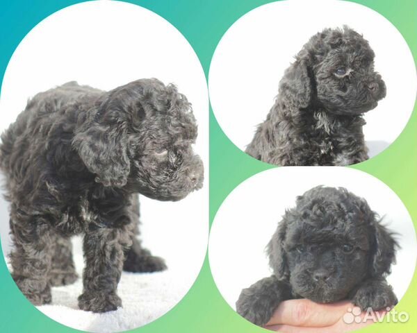 Шикарный мальчик