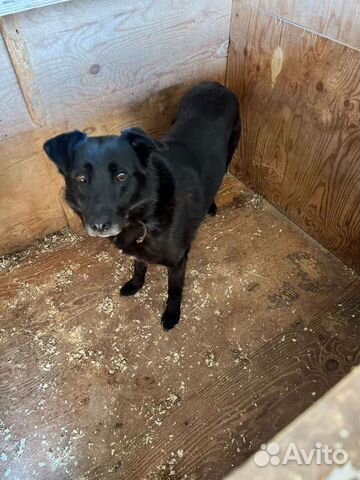 Спасите собаку Герду из приюта