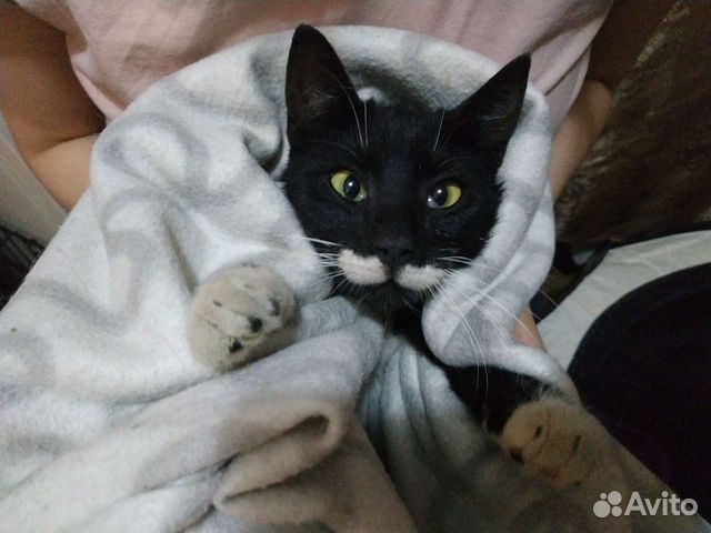 Кошка Пуаро