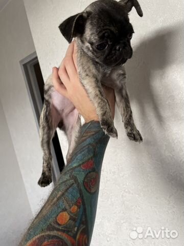 Девочка мопс