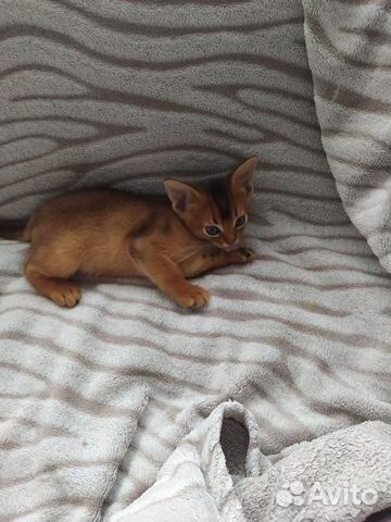 Абиссинский котёнок