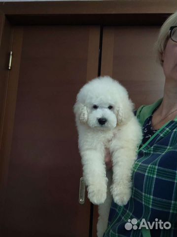 Пудель белый