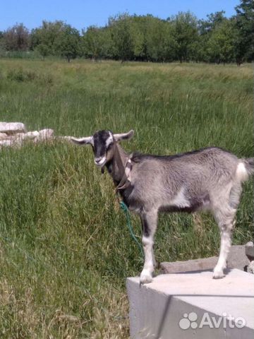 Продаю козочку молочной породы, 4 месяца