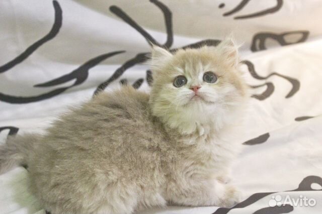 Британские котята голубое золото