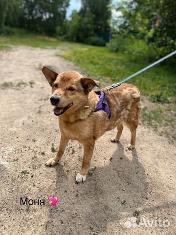 Собака в добрые руки. Моня