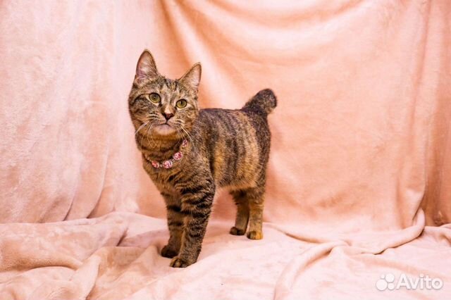 Кошечка Рыся