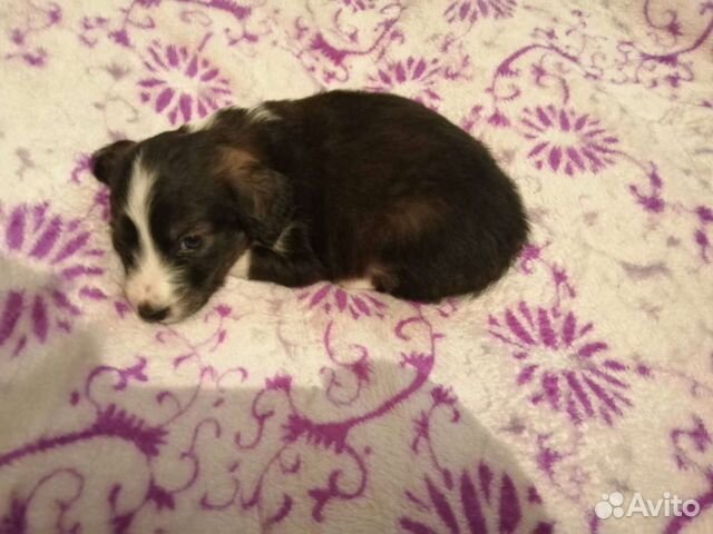 Щенки от маленькой собачки