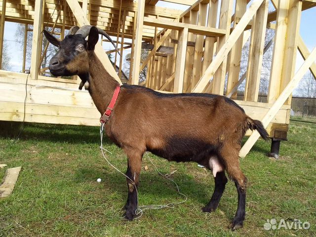 Коза немецкая пестрая