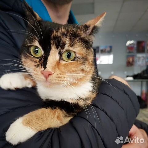 Кошки бесплатно