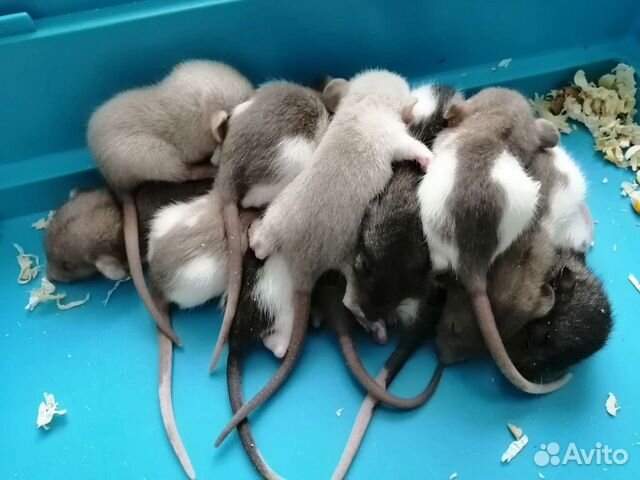 Крысята дамбо