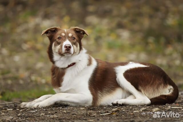 Феня лайкоидная, рыжая, молоденькая красавица