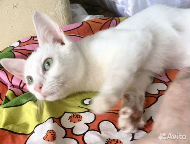 Котенок Снежок в жаркое лето