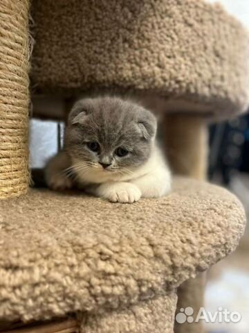 Вислоухие плюшевые малыши Риччи и Рэнди