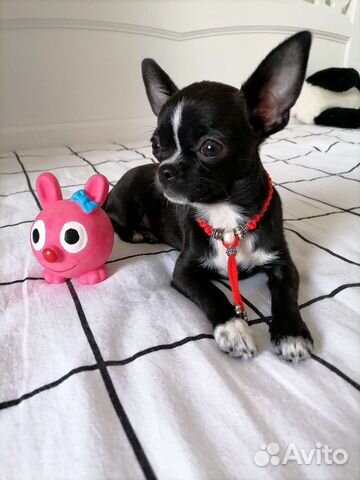 Прекрасная малышка с приданым