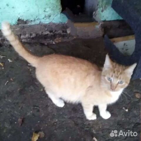 Домашних котяток выбросили в подвал