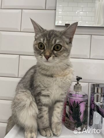 В добрые руки отдам шотландскую прямоухую