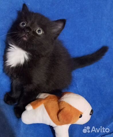 Котенок девочка бесплатно