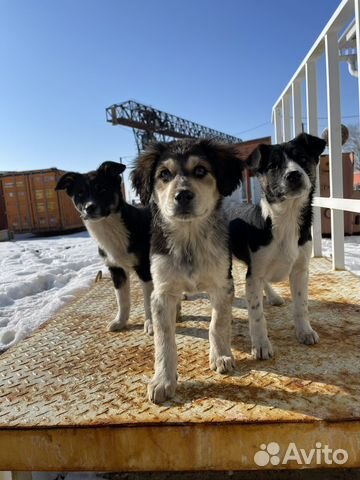 Щенки дворянины