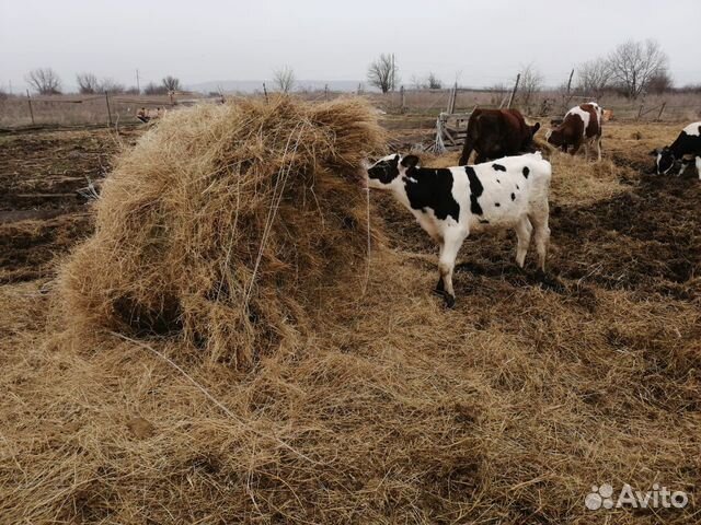 Продам бычков
