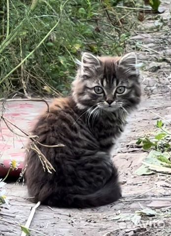 Котенок мальчуган меховой беспризорник